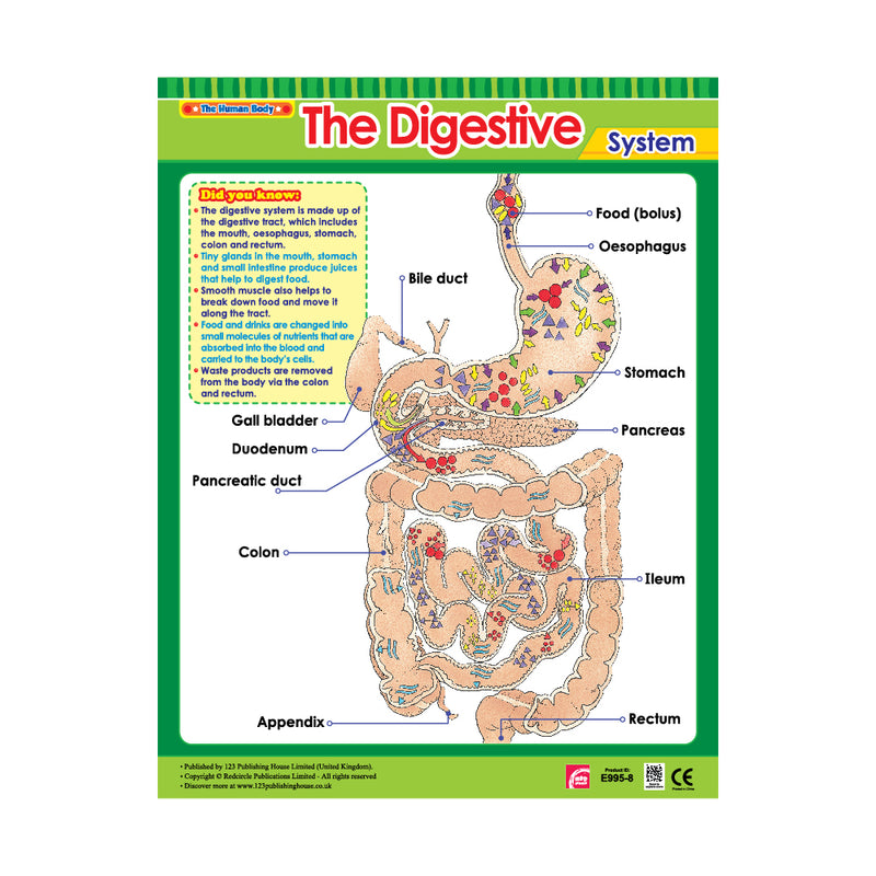 The Digestive - Wall Chart in English